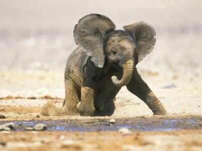 'African Elephant Calf on Knees by Water, Kaokoland, Namibia ...