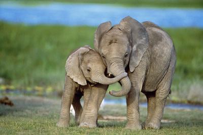 'African Elephant Two Calves with Trunks Together' Photographic Print ...