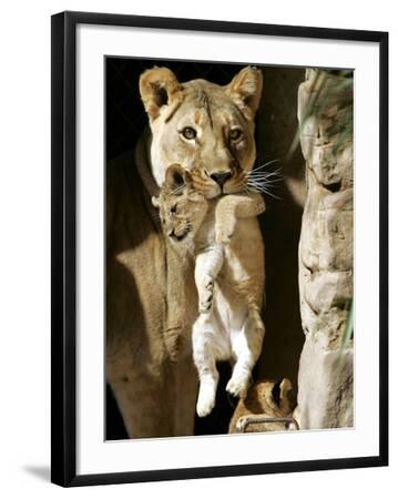 'African Lioness Mpenzi Carries One of Her Lion Cubs' Photographic ...