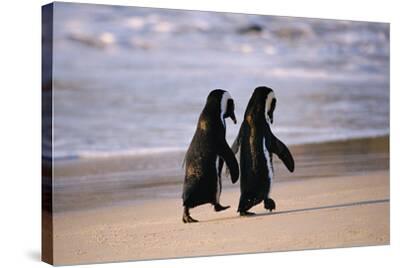 'African Penguins' Stretched Canvas Print | AllPosters.com