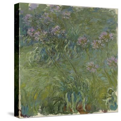 'Agapanthus' Stretched Canvas Print - Claude Monet | AllPosters.com