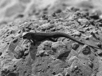 'Aggressive Lizard' Photographic Print | AllPosters.com