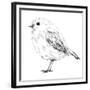 'Hand-Drawn Robin' Prints - aggressor | AllPosters.com