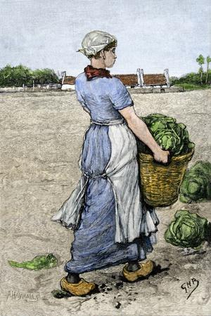 'Agriculture and Peasant: Dutch Woman Collates Legumes in a Basket ...