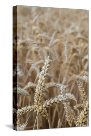 'Wholesome Wheat' Stretched Canvas Print - Alan Copson | AllPosters.com