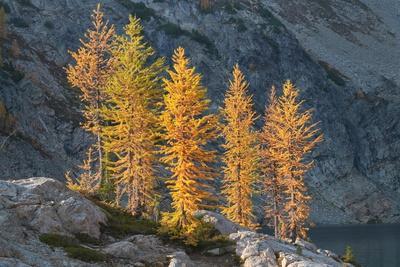 'Subalpine Larches in golden autumn color. Stiletto Lake, North ...
