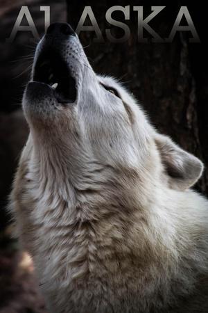 'Alaska - Wolf Howling' Art - Lantern Press | AllPosters.com
