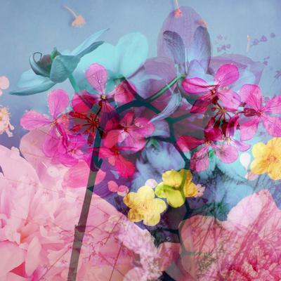 'Floral Montage' Photographic Print - Alaya Gadeh | AllPosters.com
