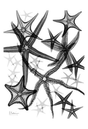 'Dancing Star Fish' Prints - Albert Koetsier | AllPosters.com