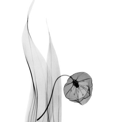 'Sandersonia in Black and White' Prints - Albert Koetsier | AllPosters.com