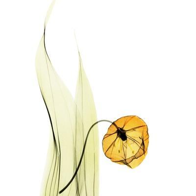 'Sandersonia in Gold' Poster - Albert Koetsier | AllPosters.com