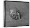 'Albrecht Durer (Study on the "St. Jerome ": skull) Art Poster Print ...