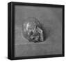 'Albrecht Durer (Study on the "St. Jerome ": skull) Art Poster Print ...