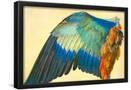 'Albrecht Durer Wing of a Blaurake Art Print Poster' Prints ...