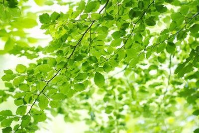 'Spines of a Golden Barrel Cactus, Close-Up' Photographic Print ...