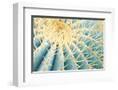'Spines of a Golden Barrel Cactus, Close-Up' Photographic Print ...