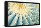 'Spines of a Golden Barrel Cactus, Close-Up' Photographic Print ...