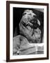 'Famous Stone Lion at Front Entrance of the New York Public Library ...