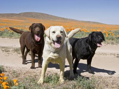 'All Three Colors of Labrador Retrievers Standing on Dirt Road ...