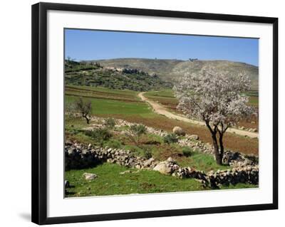 'Almond Tree on Small Plot of Land, Near Mount Hebron, Israel, Middle ...
