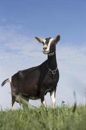 'Alpine Goat (A Dairy Breed) Doe in Pasture, Poplar Grove, Illinois ...