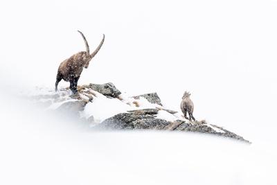 'Alpine ibex with kid on mountain ridge in heavy snowfall, Italy ...