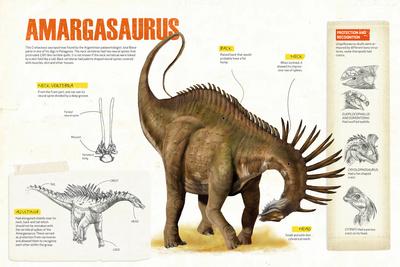 Amargasaurus. Photographic Print | AllPosters.com