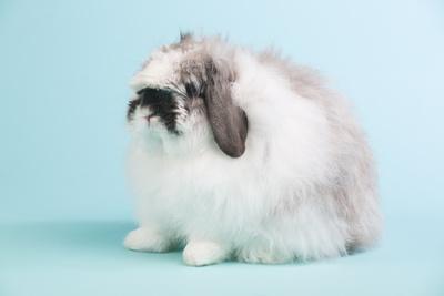 'American Fuzzy Lop Rabbit' Photographic Print - Lynn M. Stone ...