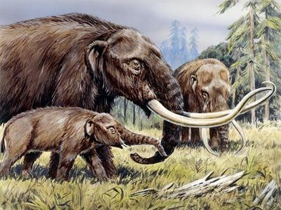 'American Mastodon with Young' Photographic Print | AllPosters.com