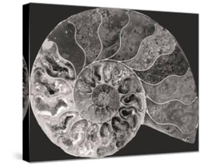 'Ammonite Fossil - Focus' Stretched Canvas Print - Assaf Frank ...