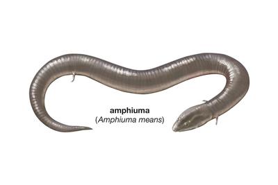 'Amphiuma (Amphiuma Means), Amphibians' Poster - Encyclopaedia ...