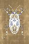 'Scarabeo Dorato III' Stretched Canvas - Amy Shaw | AllPosters.com