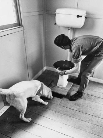 'An Excited Army Sniffer Dog Sniffs under the Floorboards Near the ...