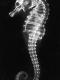 'An X-Ray of a Seahorse, Showing its Skeleton' Photographic Print ...
