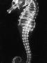 'An X-Ray of a Seahorse, Showing its Skeleton' Photographic Print ...