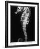 'An X-Ray of a Seahorse, Showing its Skeleton' Photographic Print ...