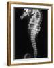 'An X-Ray of a Seahorse, Showing its Skeleton' Photographic Print ...