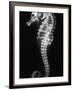 'An X-Ray of a Seahorse, Showing its Skeleton' Photographic Print ...