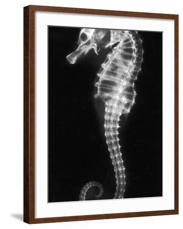 'An X-Ray of a Seahorse, Showing its Skeleton' Photographic Print ...