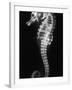 'An X-Ray of a Seahorse, Showing its Skeleton' Photographic Print ...