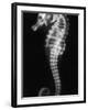 'An X-Ray of a Seahorse, Showing its Skeleton' Photographic Print ...