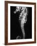 'An X-Ray of a Seahorse, Showing its Skeleton' Photographic Print ...