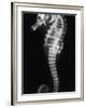 'An X-Ray of a Seahorse, Showing its Skeleton' Photographic Print ...