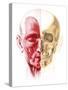 'Anatomy of a Male Human Head, with Half Muscles and Half Skull' Poster ...