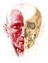 'Anatomy of a Male Human Head, with Half Muscles and Half Skull' Poster ...