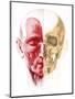 'Anatomy of a Male Human Head, with Half Muscles and Half Skull' Poster ...