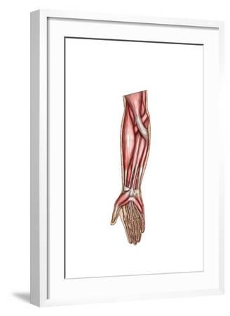 'Anatomy of Human Forearm Muscles, Superficial Anterior View' Prints ...