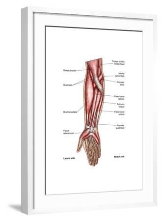 'Anatomy of Human Forearm Muscles, Superficial Anterior View' Poster ...