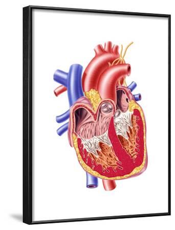 'Anatomy of Human Heart, Cross Section' Posters | AllPosters.com