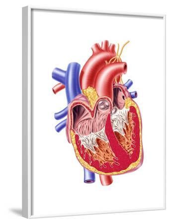 'Anatomy of Human Heart, Cross Section' Posters | AllPosters.com